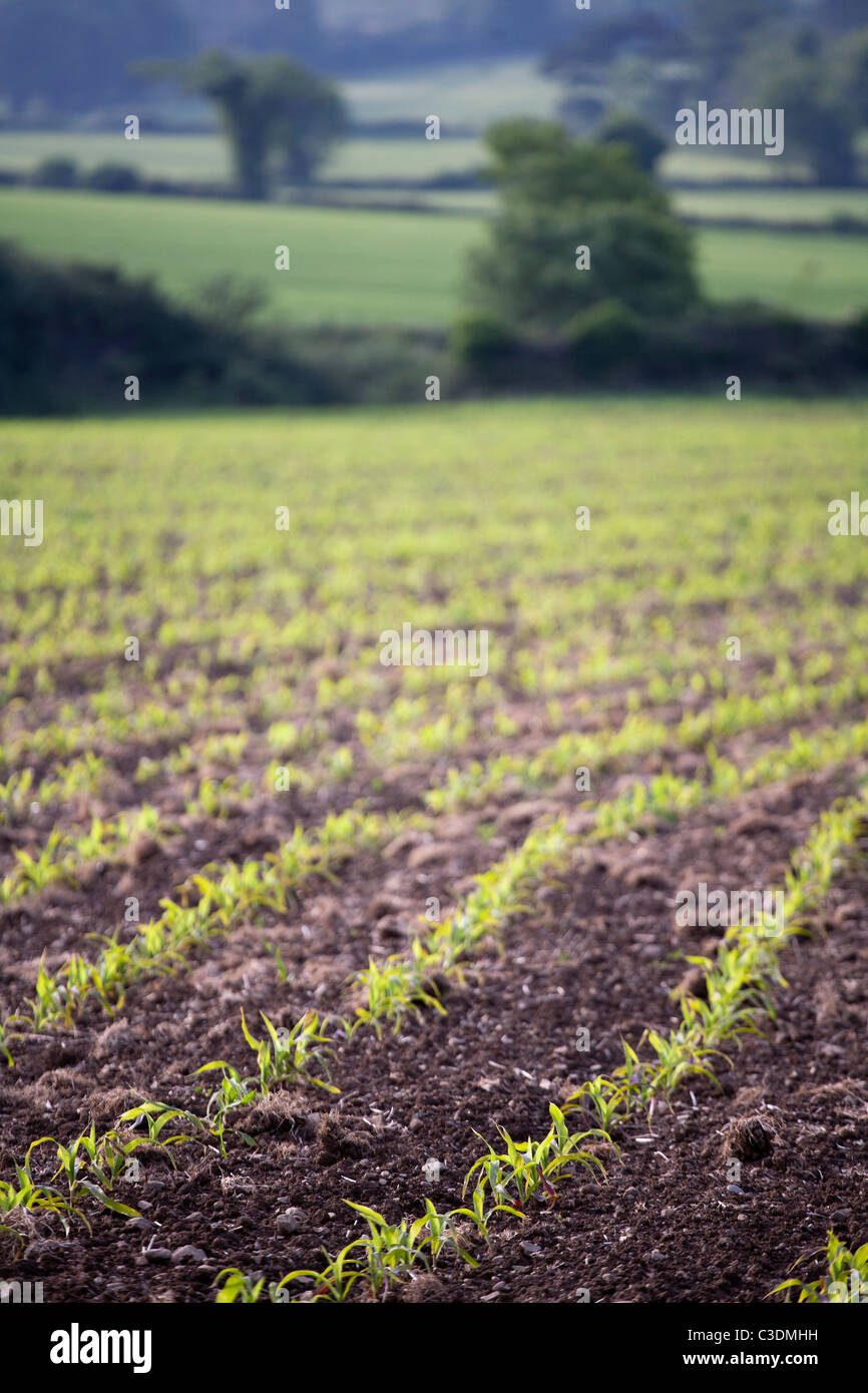 seedlings growing in rows in a field Stock Photo - Alamy