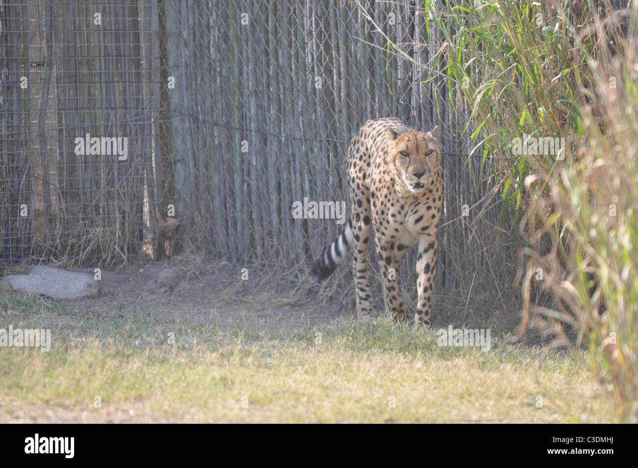 Leopard in a large enclosure, captured wildlife Stock Photo - Alamy