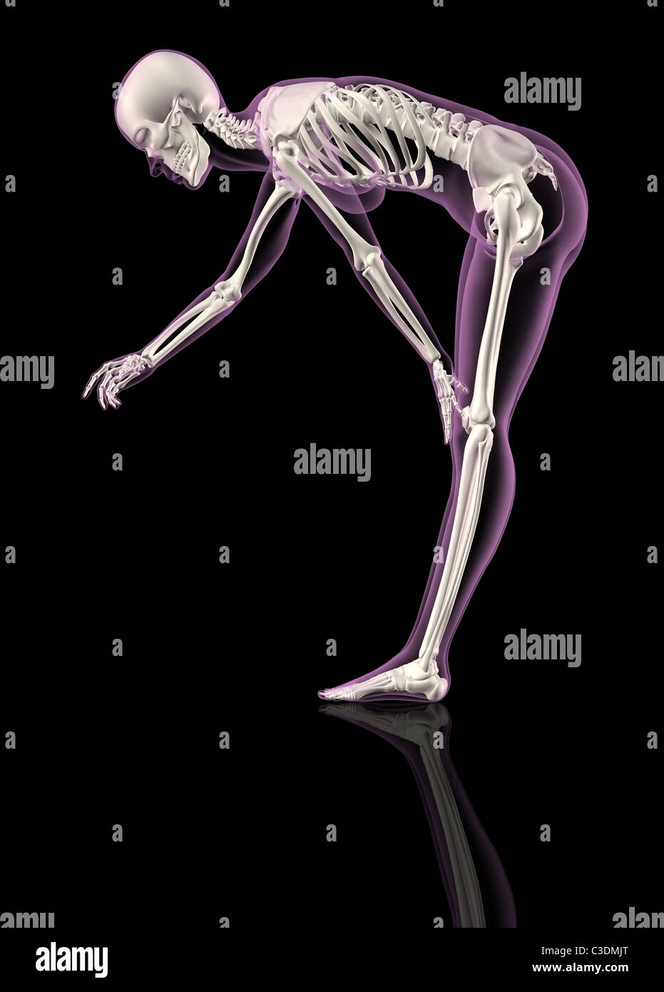 Female chest anatomy hi-res stock photography and images - Alamy