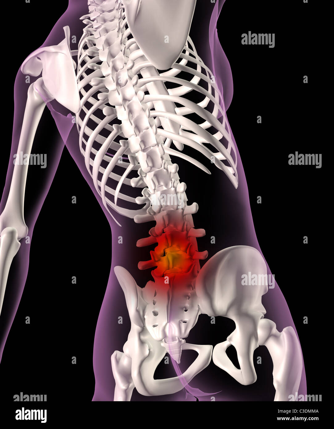 Female skeleton 3d hi-res stock photography and images - Alamy