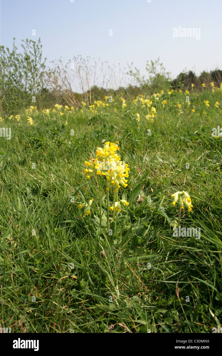 Cowslip, Primula veris, Primulaceae. A Common British Wild Flower Stock ...