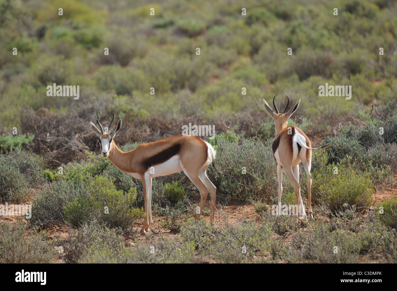 Springbok, former South Africa national symbol Stock Photo - Alamy