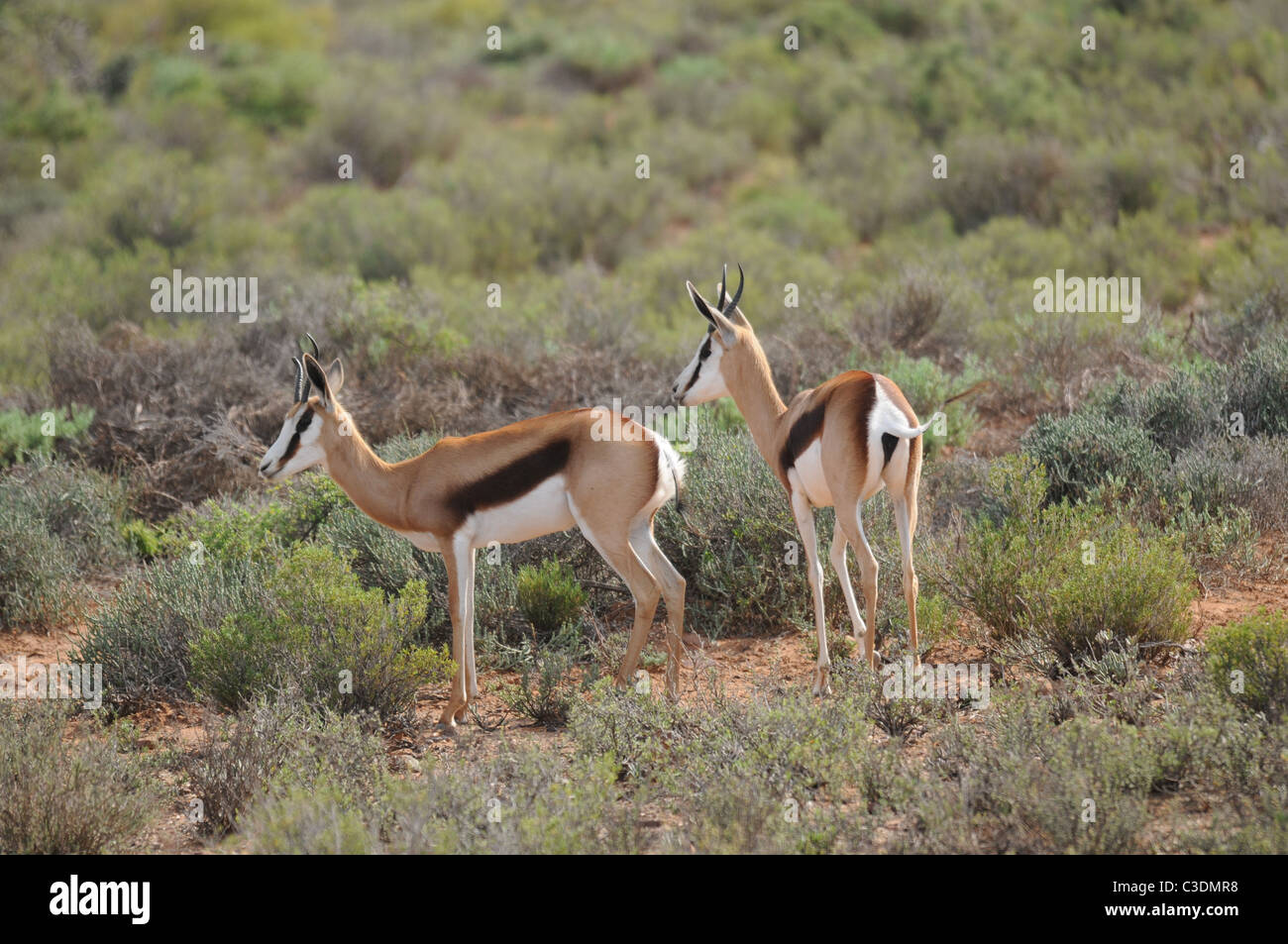 Springbok, former South Africa national symbol Stock Photo - Alamy