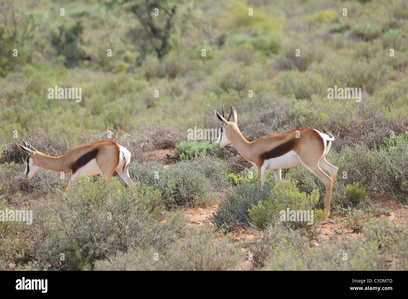 Springbok, former South Africa national symbol Stock Photo - Alamy