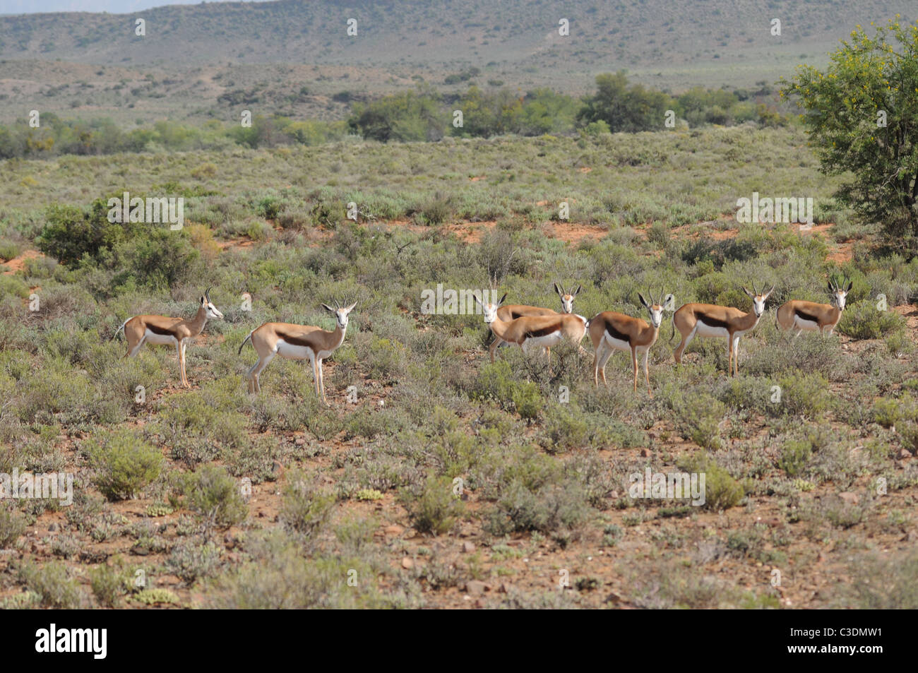 A herd of springbok, former national symbol of South Africa Stock Photo ...