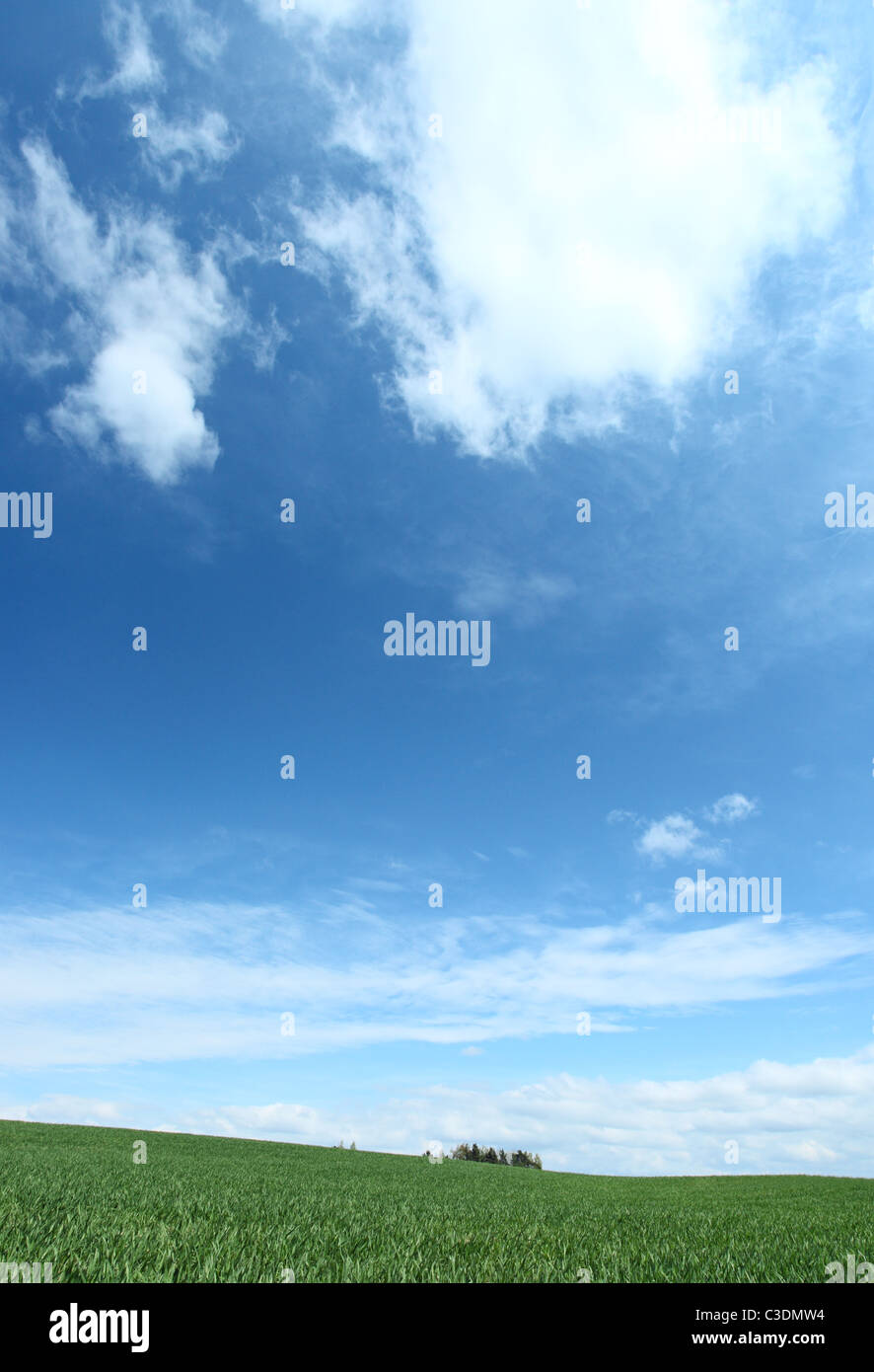 Field in a sunny day Stock Photo - Alamy