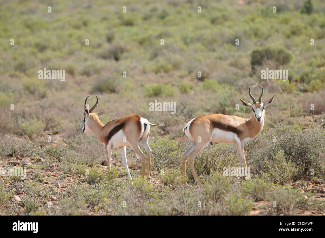 National symbol south africa hi-res stock photography and images - Alamy