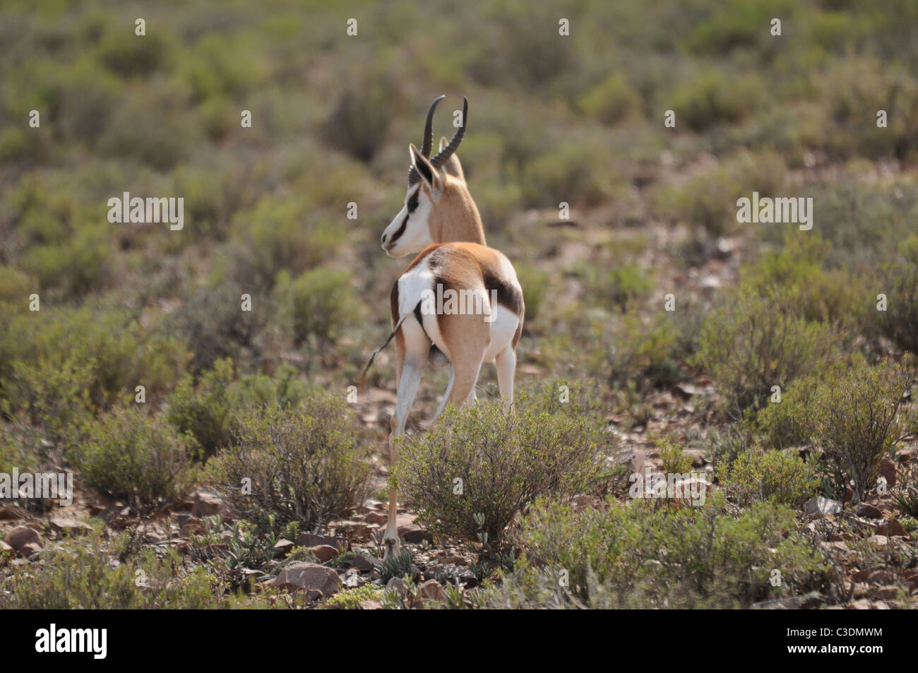 National symbol south africa hi-res stock photography and images - Alamy