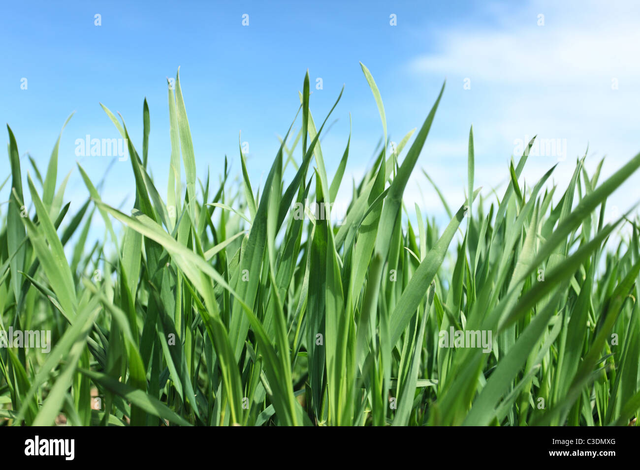 grass in a sunny day.Focus on a foreground Stock Photo - Alamy