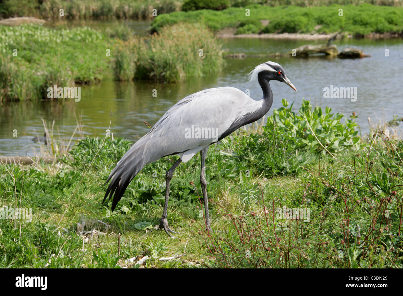 Demoiselle Crane or Lovely Lady Crane, Anthropoides virgo, Gruidae ...