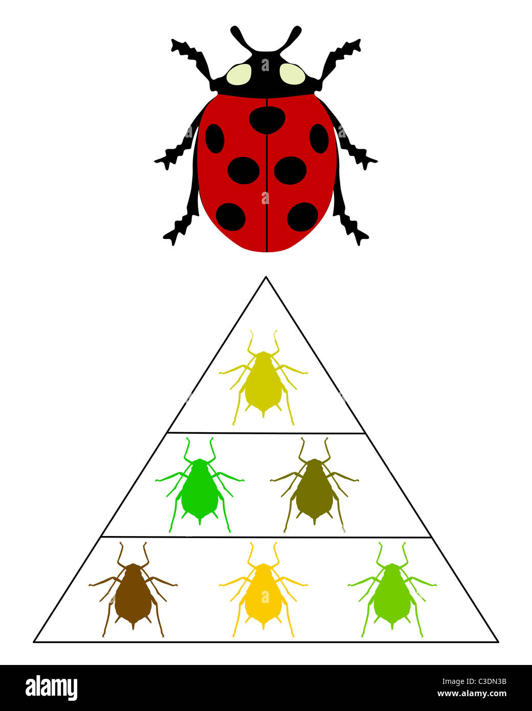 Ladybird diet pyramid Stock Photo - Alamy