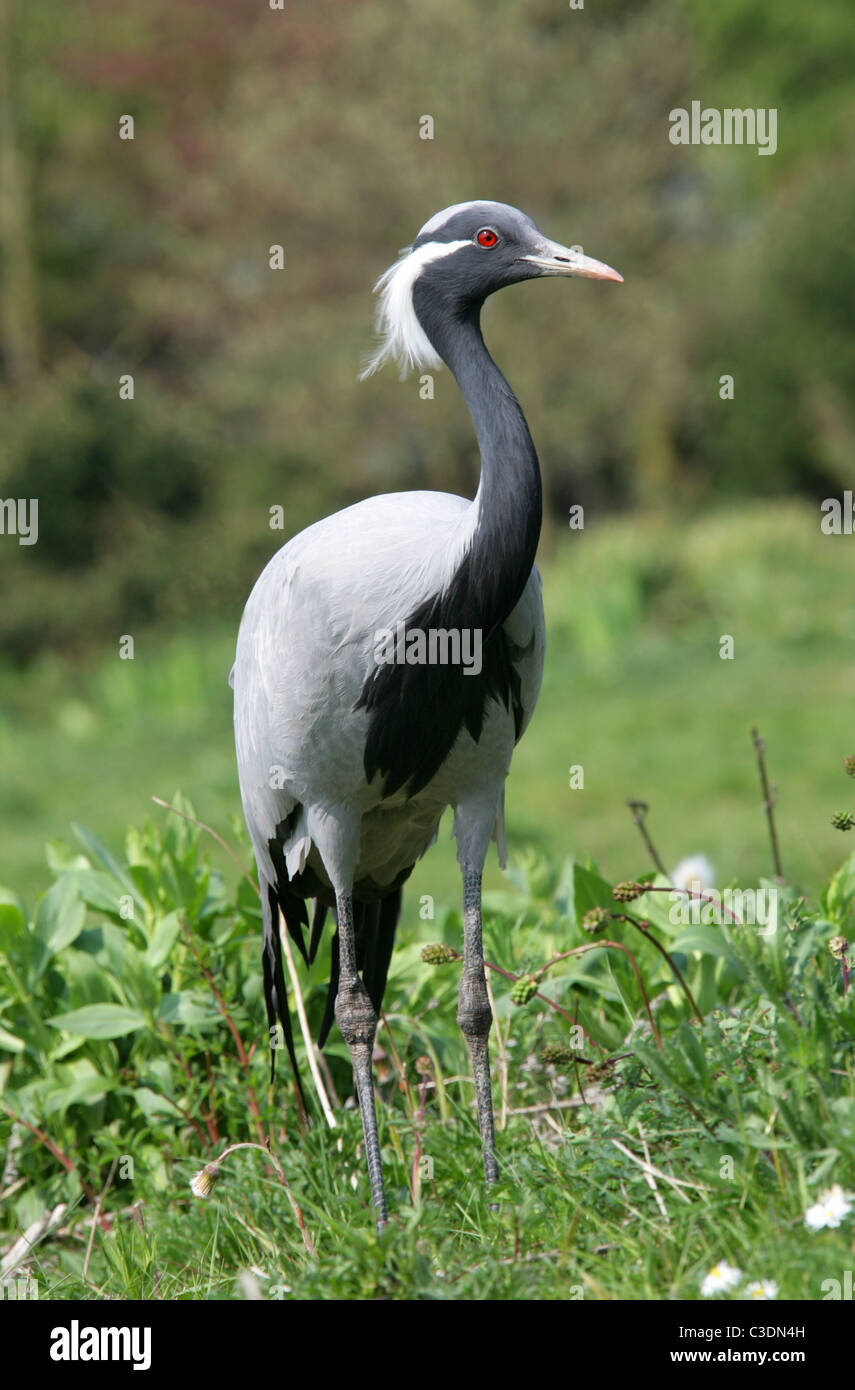 Demoiselle Crane or Lovely Lady Crane, Anthropoides virgo, Gruidae ...