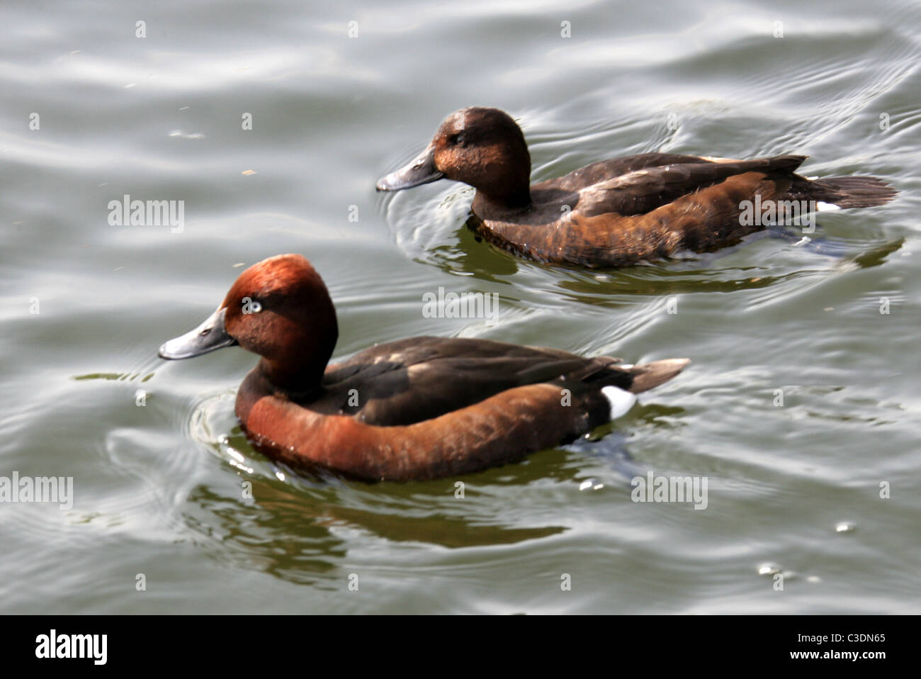 Ferruginous Ducks, Aythya nyroca, Anatidae. Duck and Drake, Male and ...