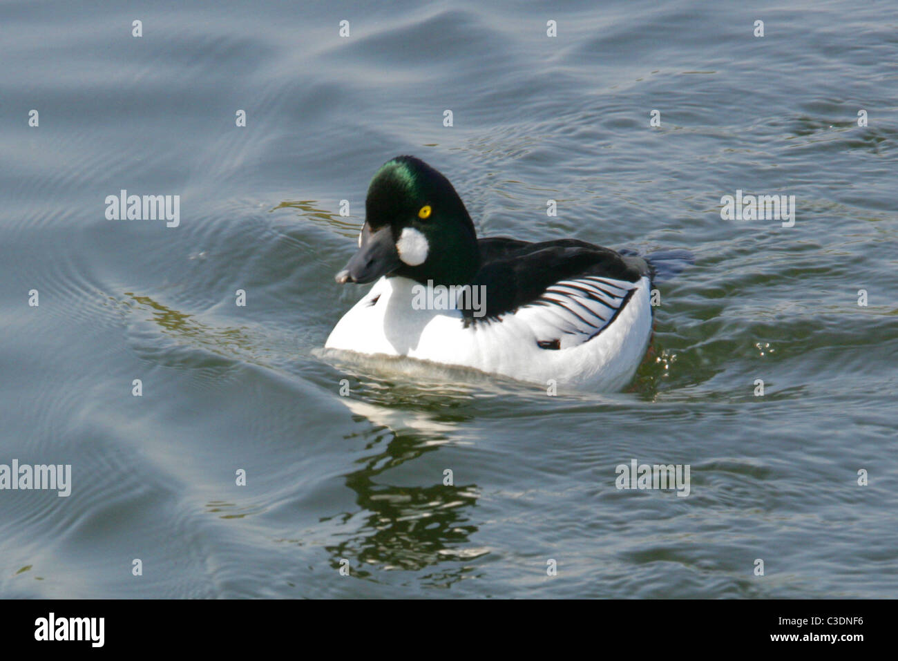 Common Goldeneye, Bucephala clangula, Merginae, Anatidae. Male, Drake ...