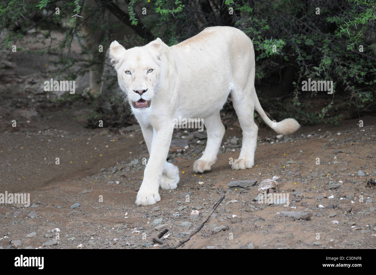 White lion with blue eyes, wild white lion, female lion Stock Photo - Alamy