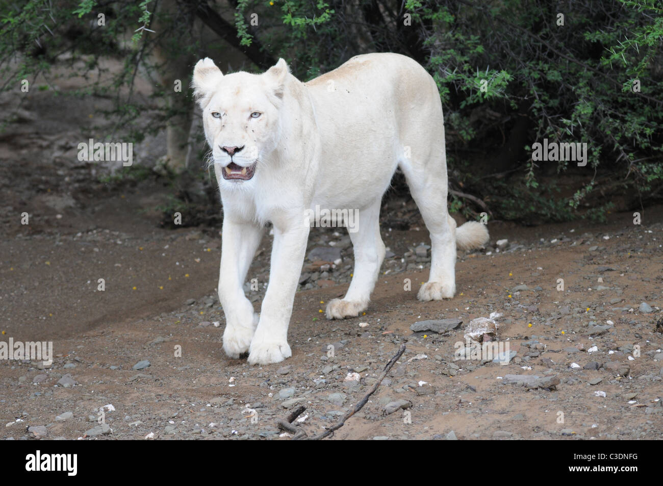White lion with blue eyes, wild white lion, female lion Stock Photo - Alamy