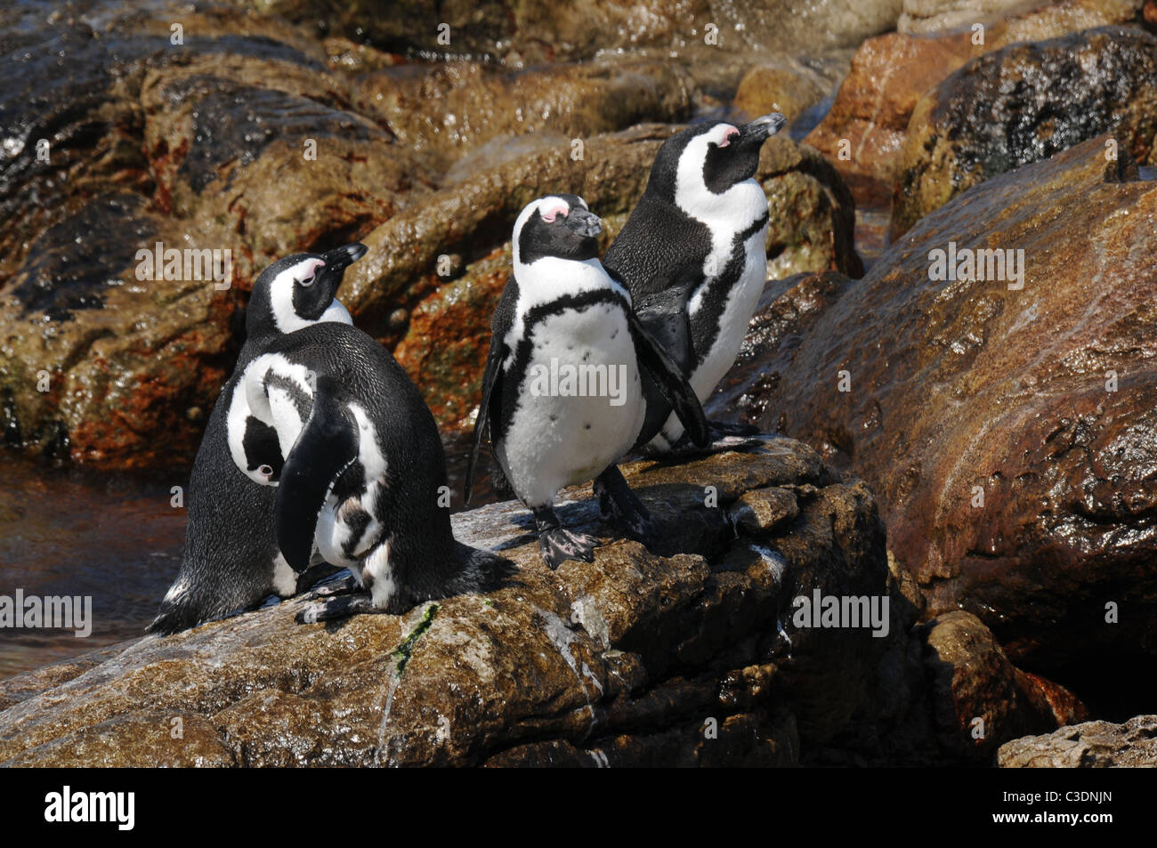 a colony of African penguins, penguins, nature, seascape Stock Photo ...
