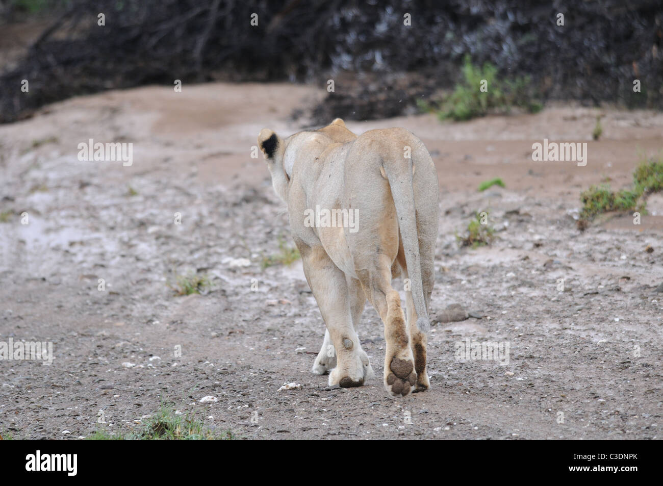 Lion in motion hi-res stock photography and images - Alamy