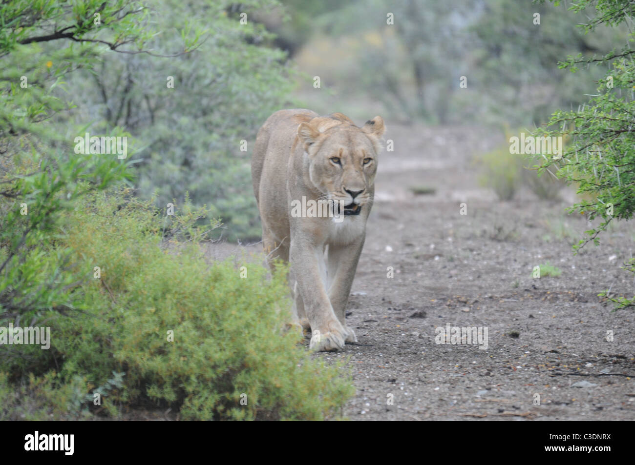 Lion in motion hi-res stock photography and images - Alamy