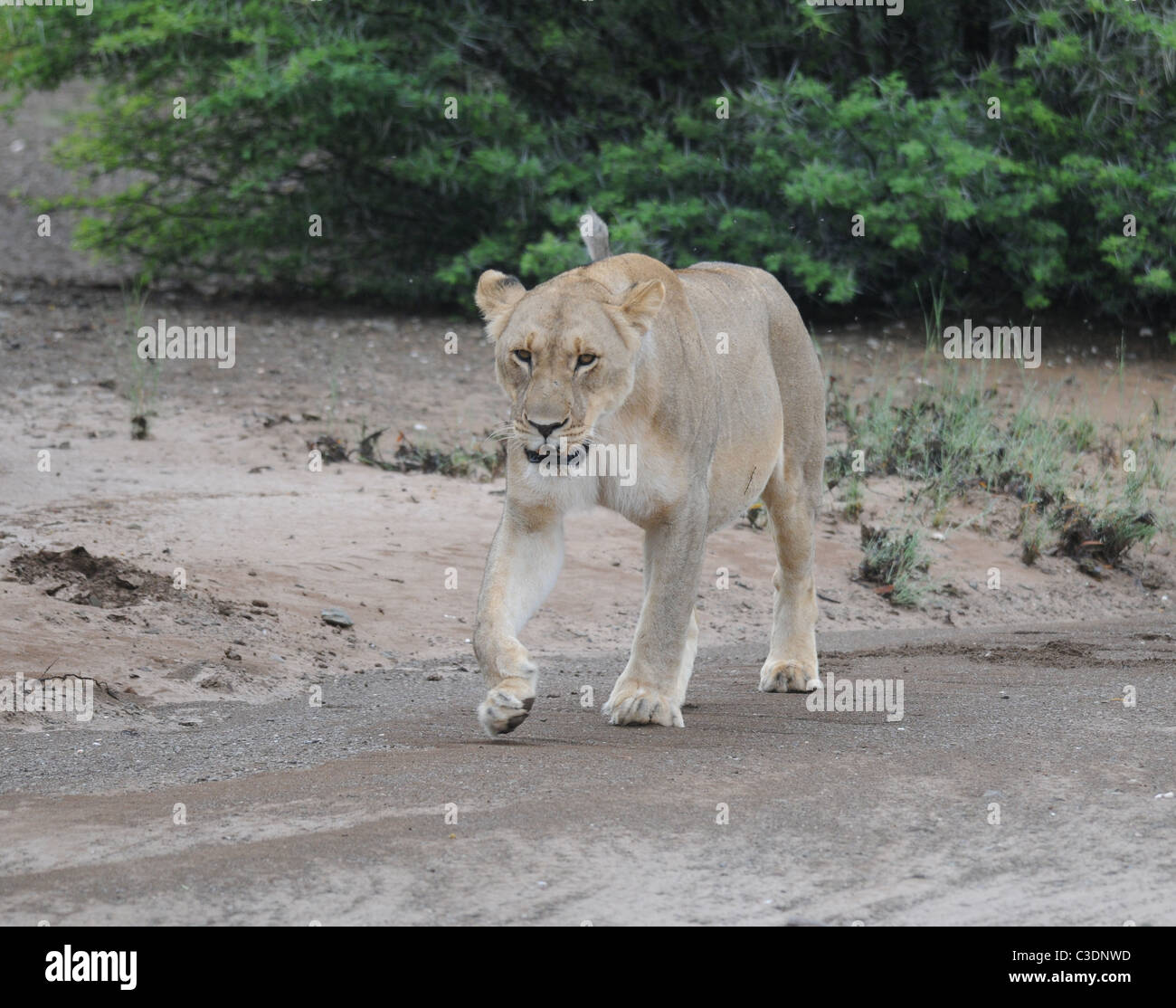 Female lion, wildlife, nature, semi-desert Stock Photo - Alamy