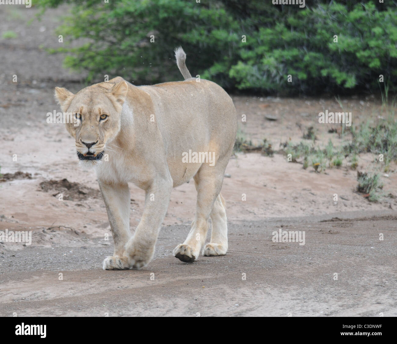 Lion in motion hi-res stock photography and images - Alamy