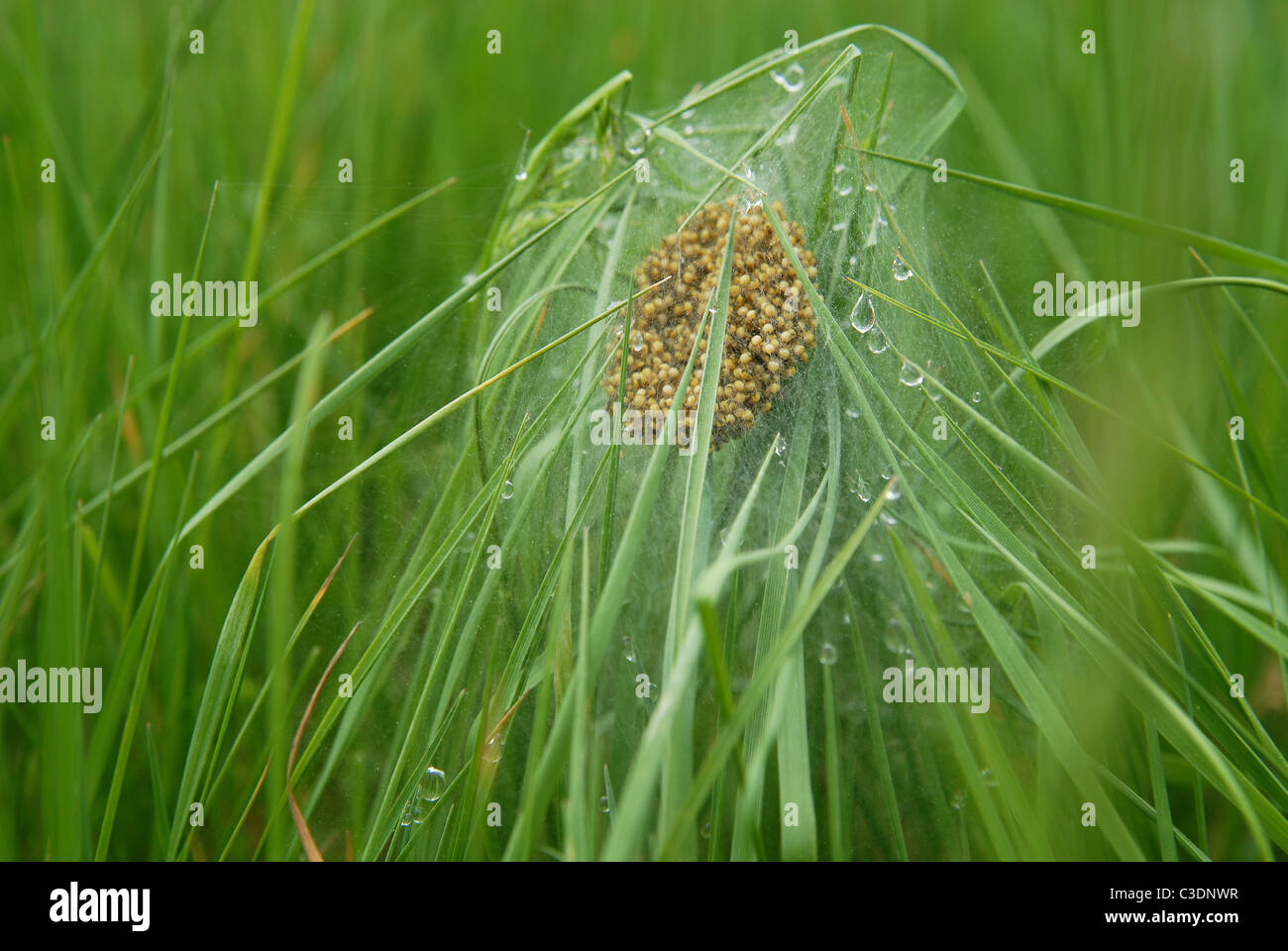 Spiders nest hi-res stock photography and images - Alamy