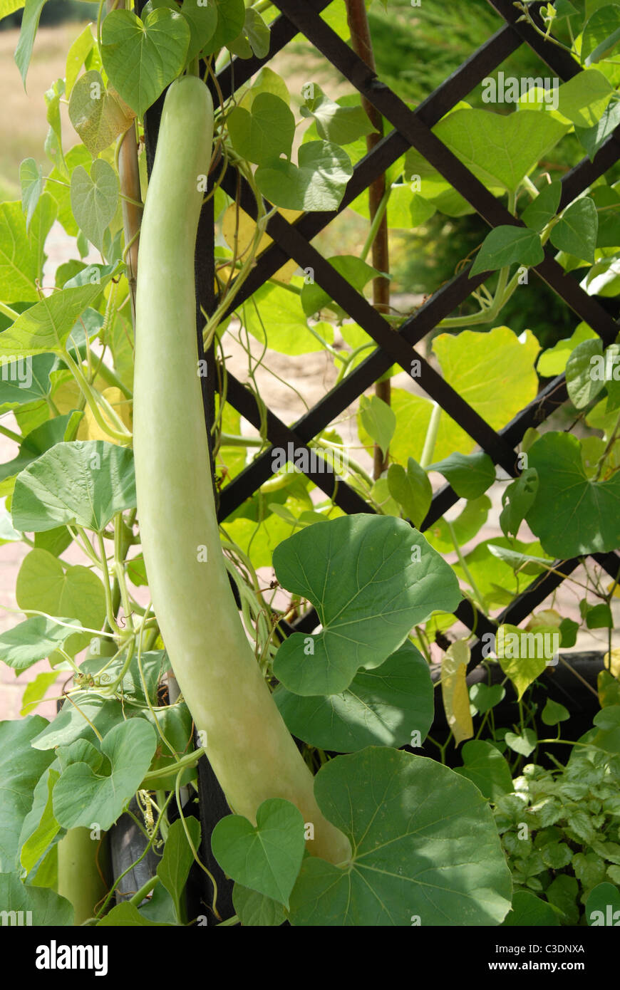 Calabash gourd hi-res stock photography and images - Alamy