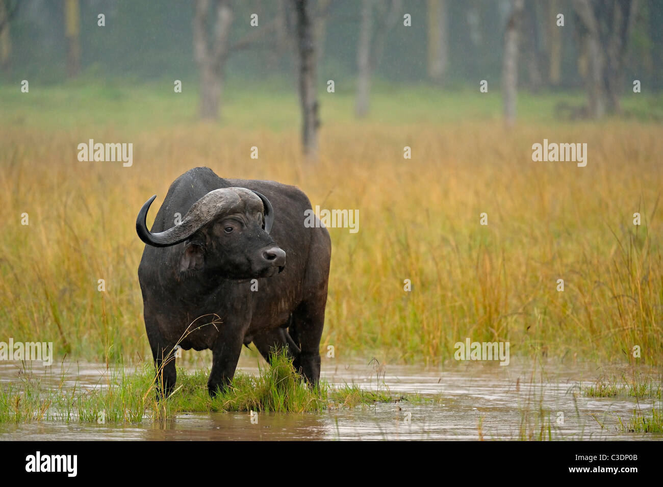 Buffalo in rain hi-res stock photography and images - Alamy