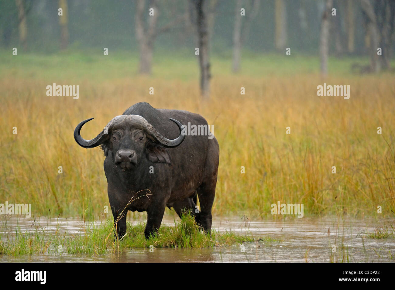 Buffalo in rain hi-res stock photography and images - Alamy