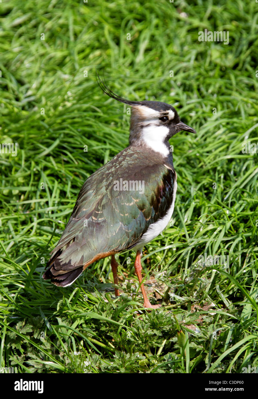 Northern Lapwing, Vanellus vanellus, Charadriidae. Also known as the ...