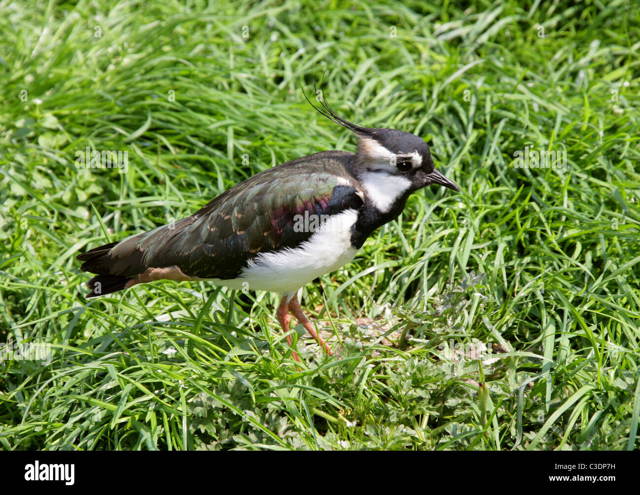 Northern Lapwing, Vanellus vanellus, Charadriidae. Also known as the ...