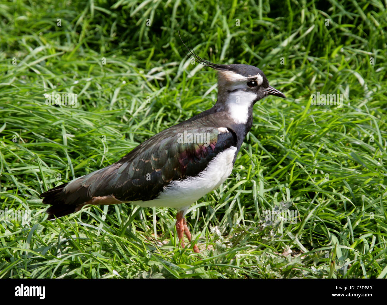 Northern Lapwing, Vanellus vanellus, Charadriidae. Also known as the ...