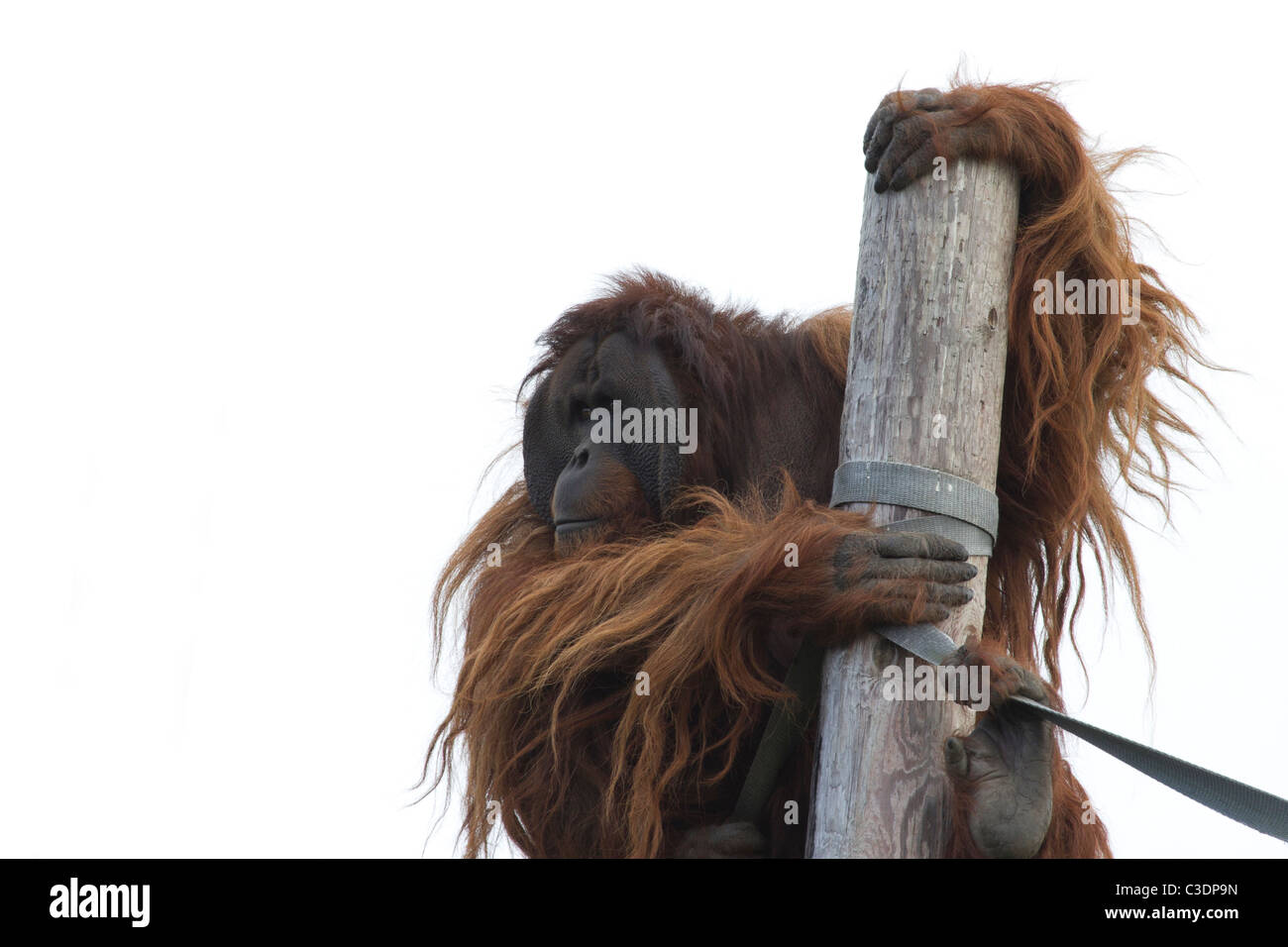 Orangutan Big beautiful red ape captive animal Stock Photo - Alamy