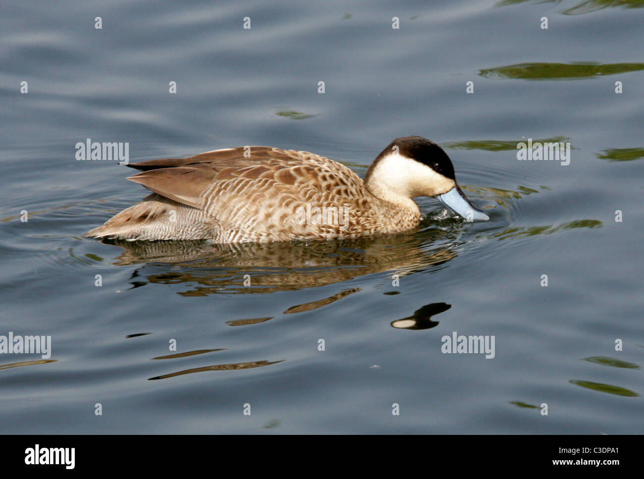 Puna Teal, Anas versicolor puna, Anatidae. Native to Puna in the Andes ...