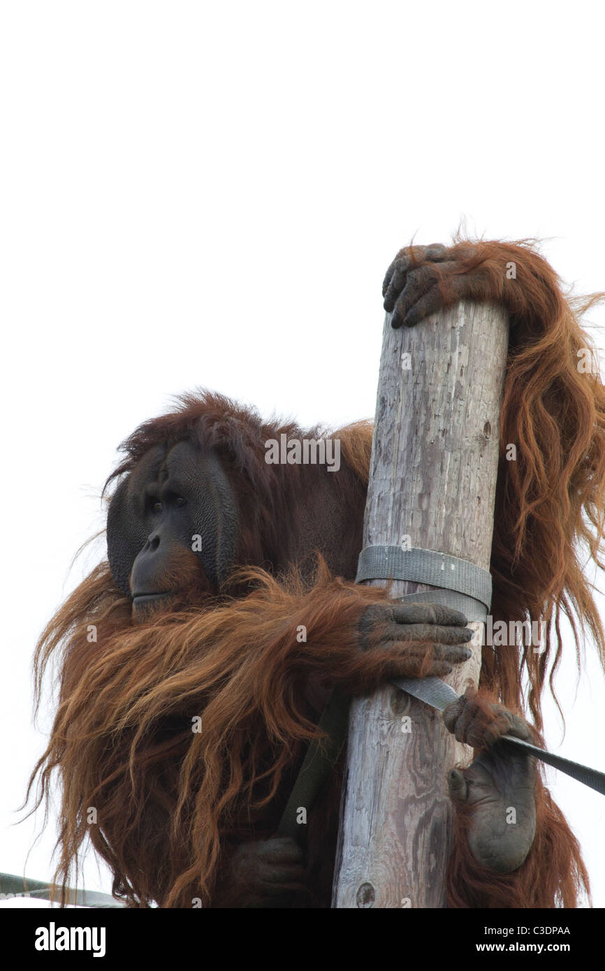 Orangutan Big beautiful red ape captive animal Stock Photo - Alamy