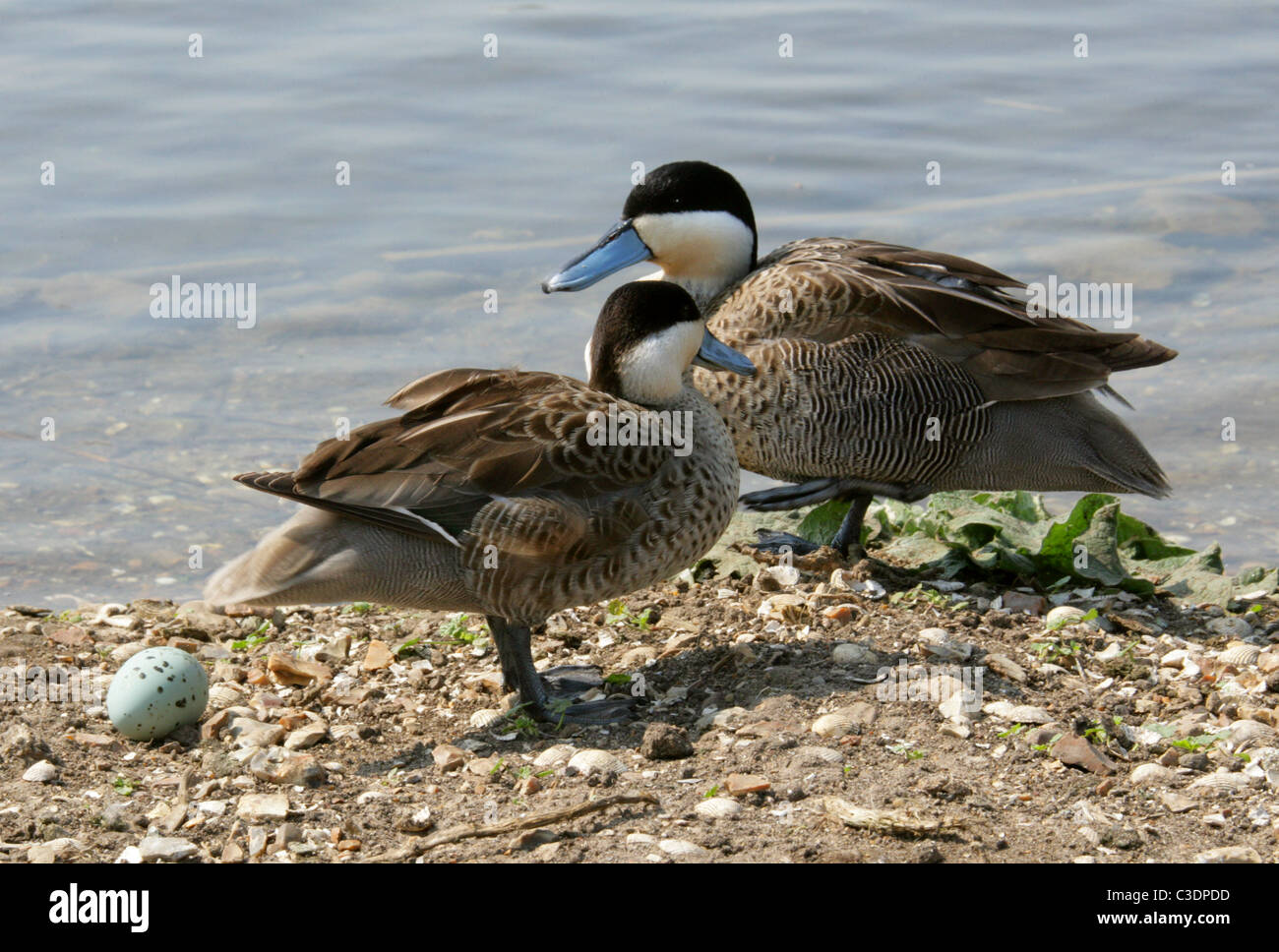 Puna Teal, Anas versicolor puna, Anatidae. Native to Puna in the Andes ...