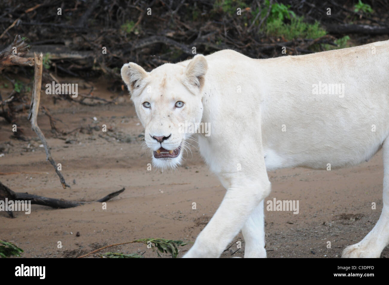 Female Lions