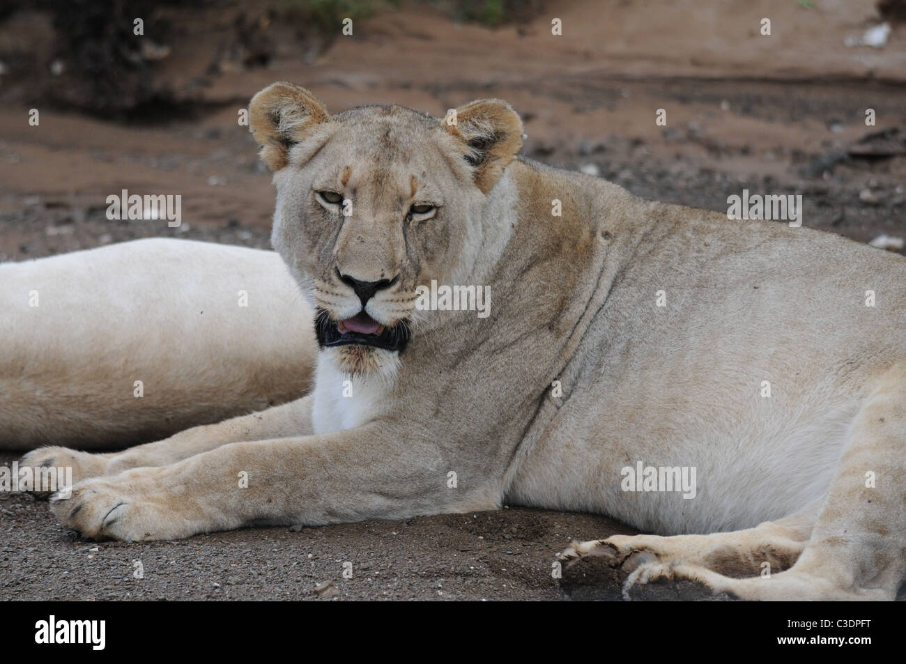 Female lion on hi-res stock photography and images - Alamy