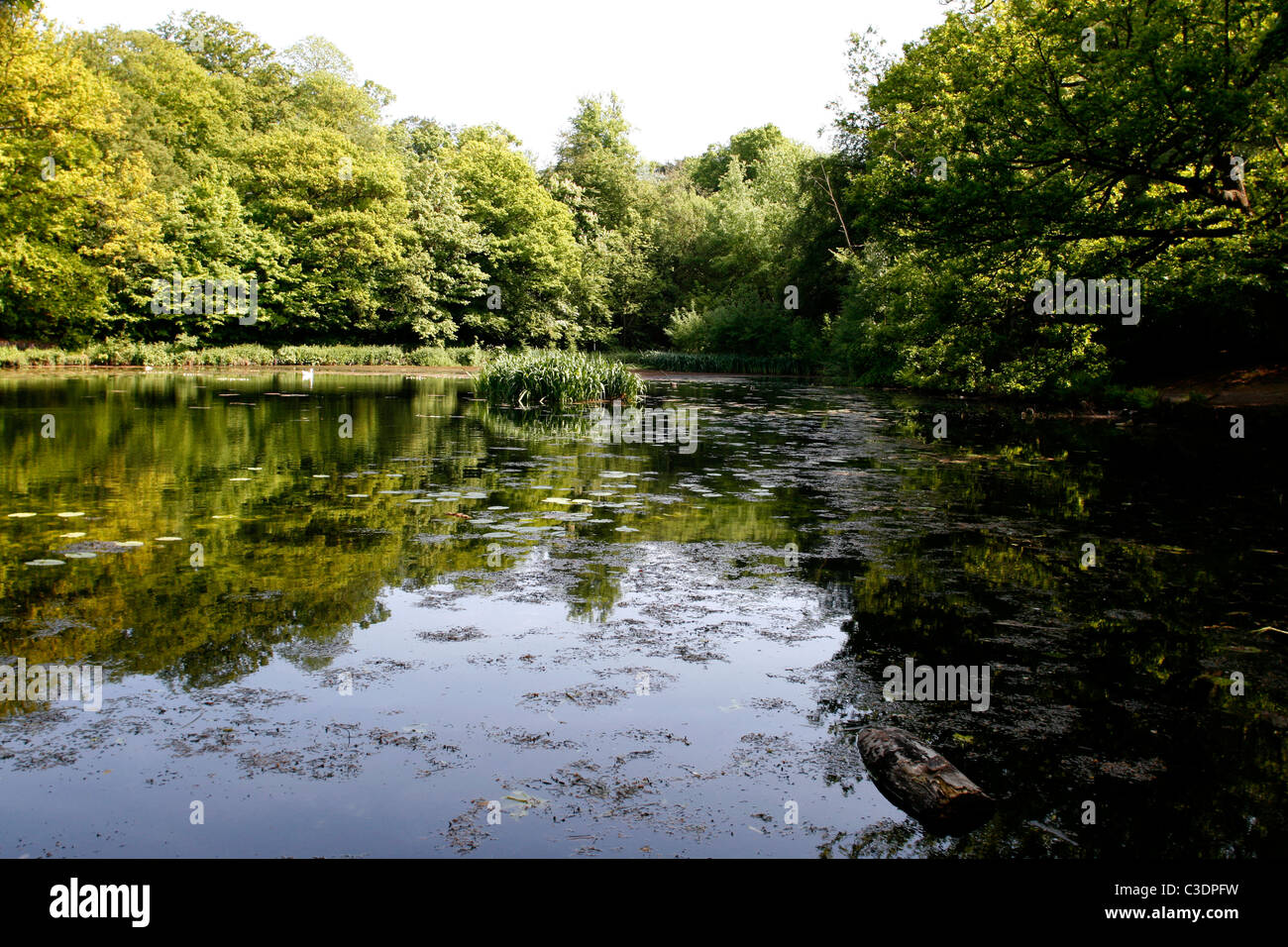 Keston pond hi-res stock photography and images - Alamy
