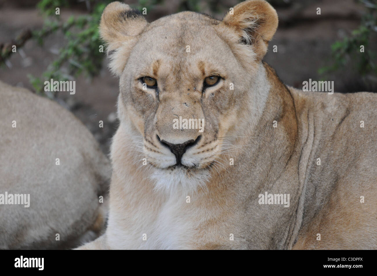 Ground lion hi-res stock photography and images - Alamy