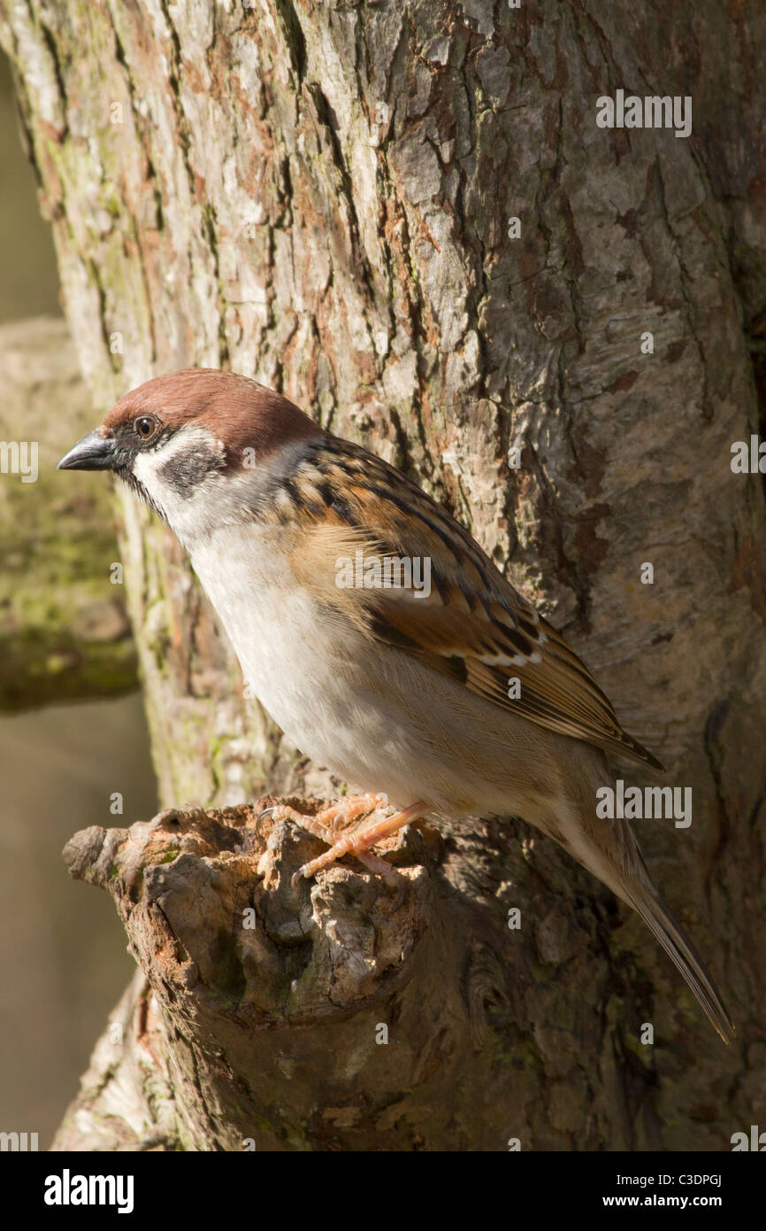 Tree Sparrow perched on a branch in the wild Stock Photo - Alamy