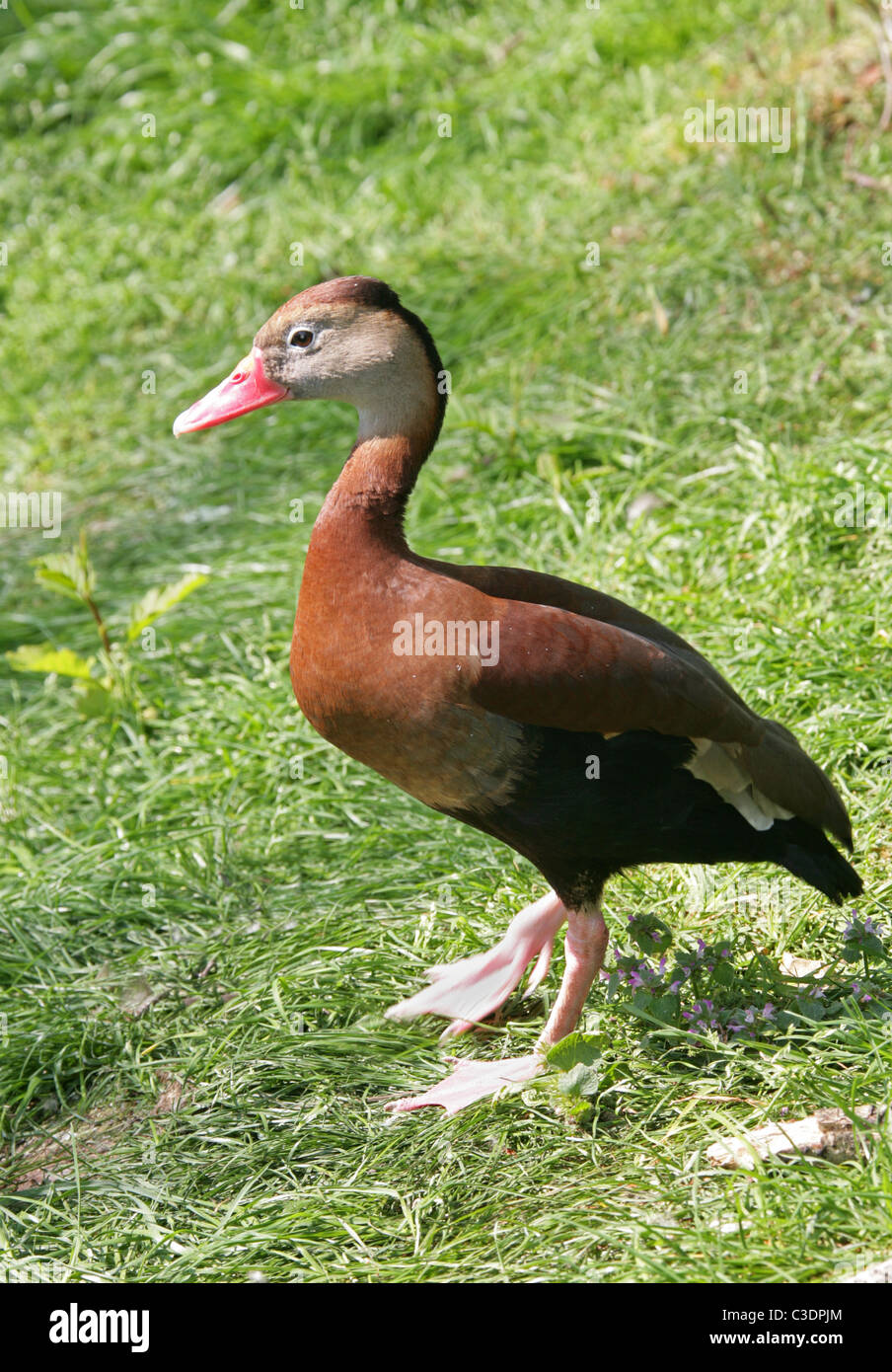 Mexican Tree Duck