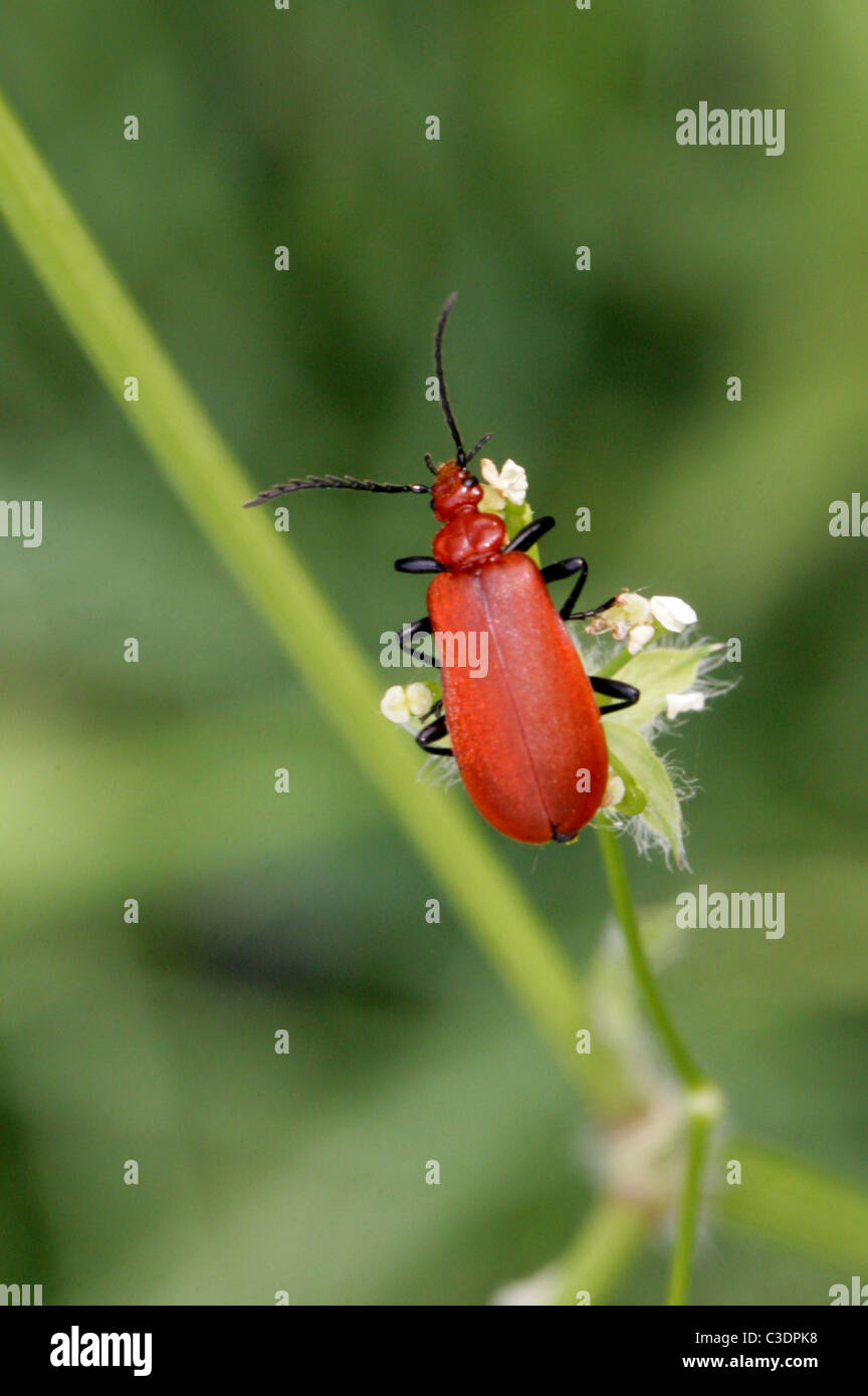 Red-headed Cardinal Beetle, Pyrochroa serraticornis serraticornis ...
