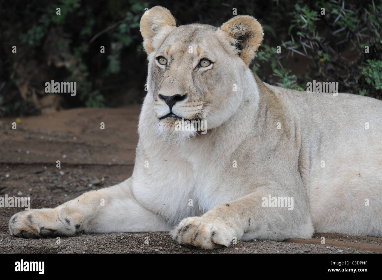Ground lion hi-res stock photography and images - Alamy