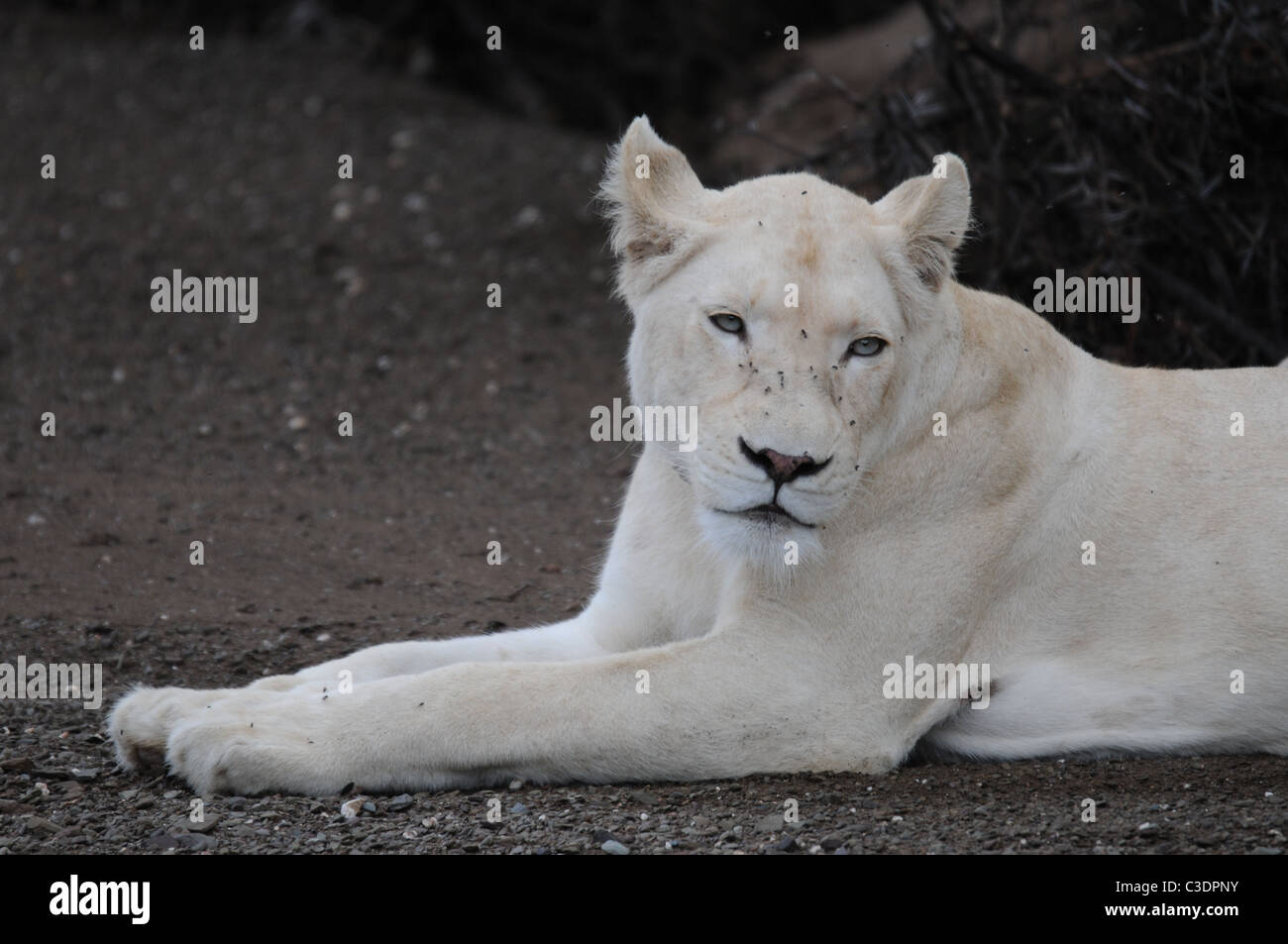 White Lioness With Blue Eyes
