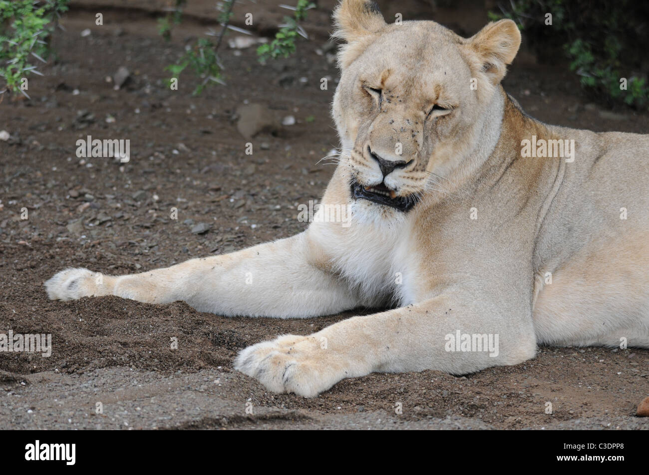 Female lion, wildlife, nature, semi-desert Stock Photo - Alamy