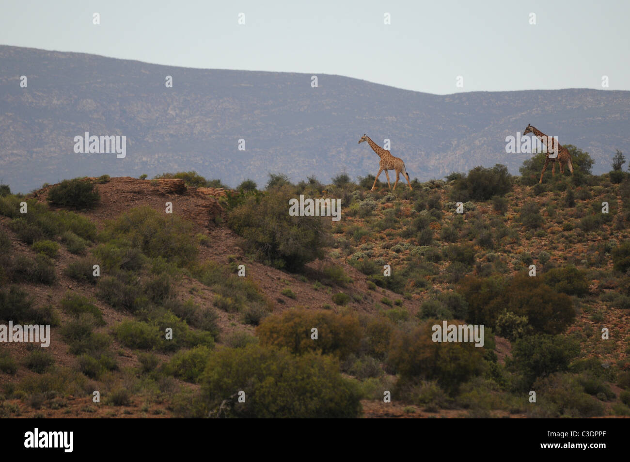 Giraffes in landscape, wildlife, nature, Sanbona wildlife reserve Stock ...