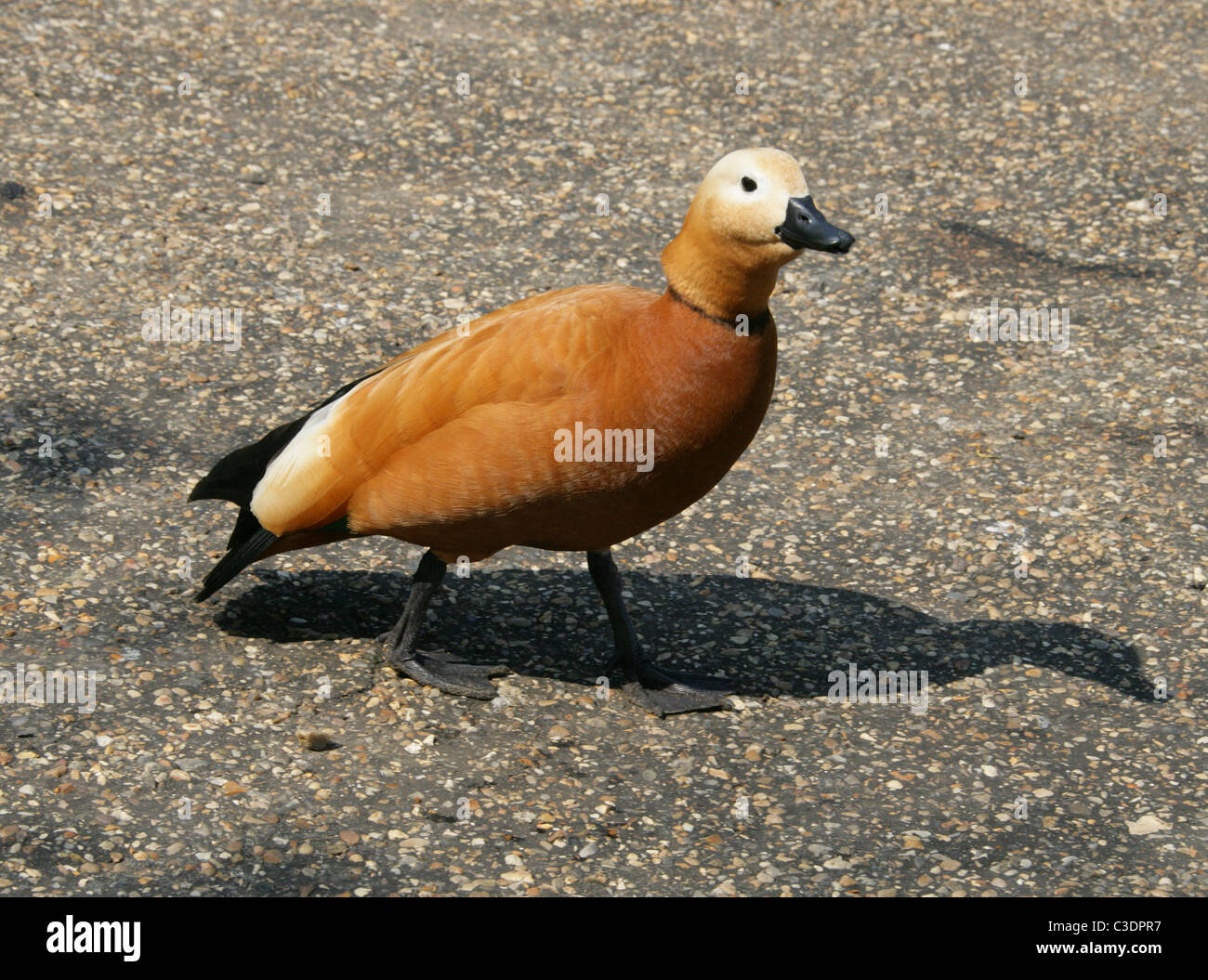 Ruddy Shelduck or Brahminy Duck, Tadorna ferruginea, Tadorninae ...