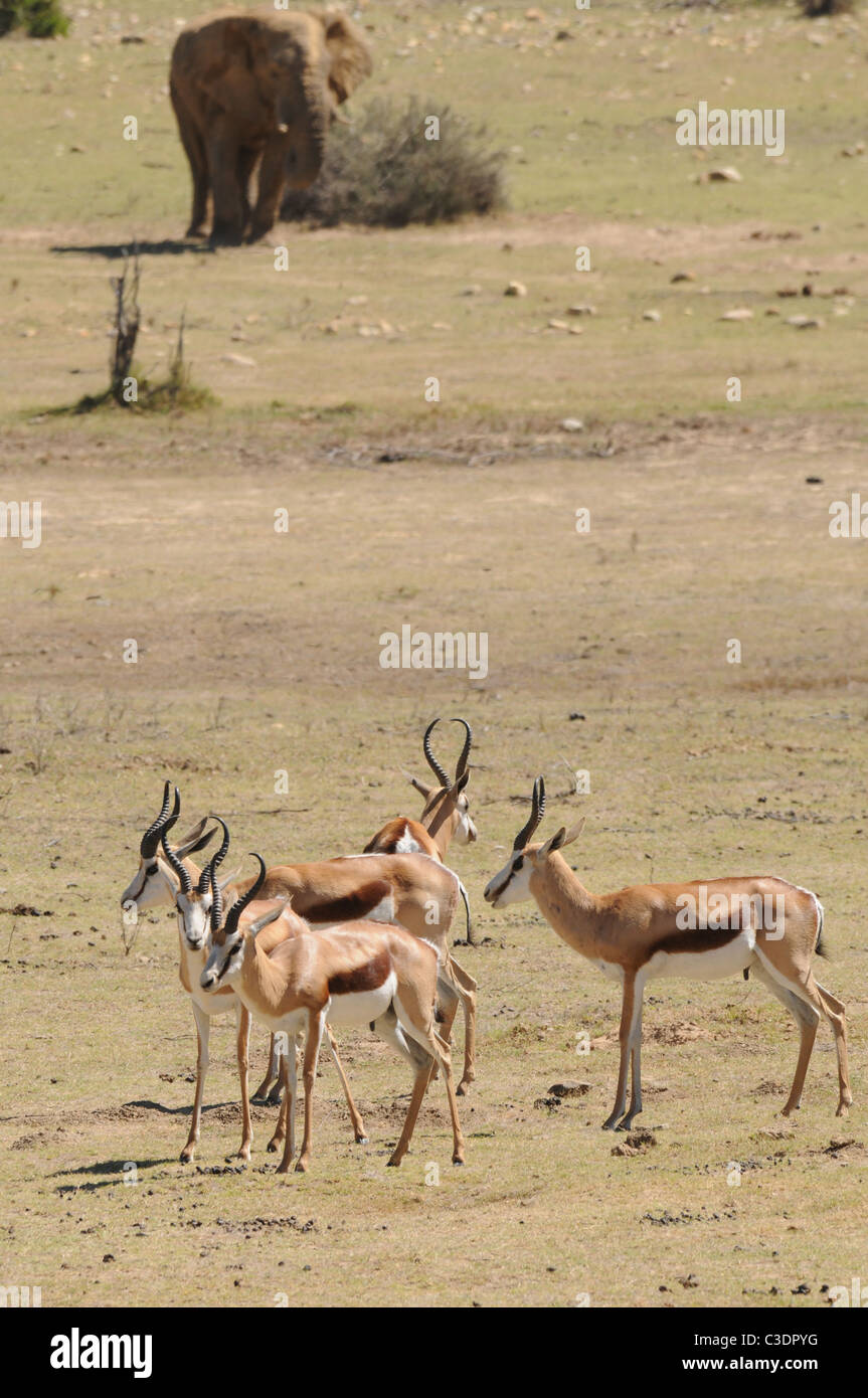 A herd of springbok, former national symbol of South Africa Stock Photo ...
