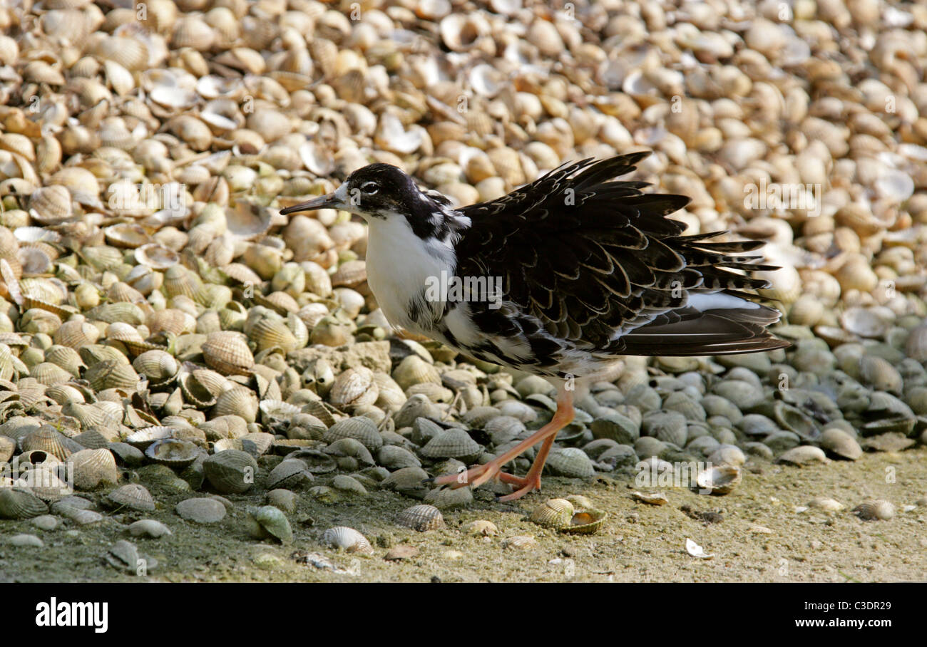 Ruff bird uk hi-res stock photography and images - Alamy